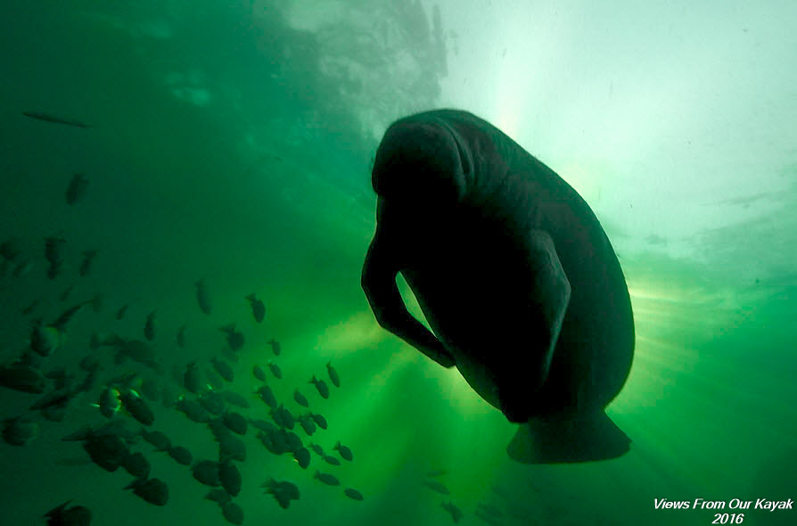 Views From Our Kayak: Hospital Hole (Weekie Wachee River)