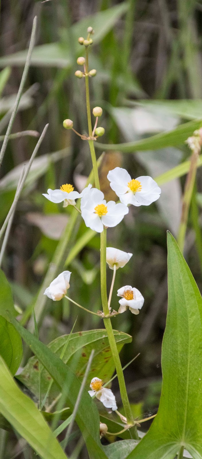NWflora: Wapato, Sagittaria latifolia