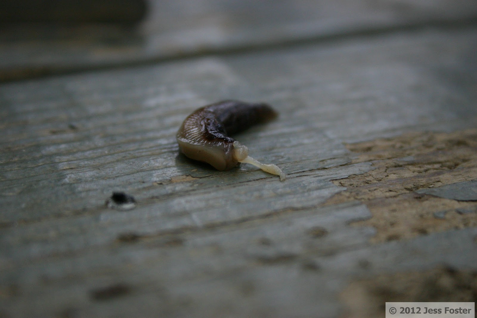 Sluggin' Along: Infected Slugs: Case #5
