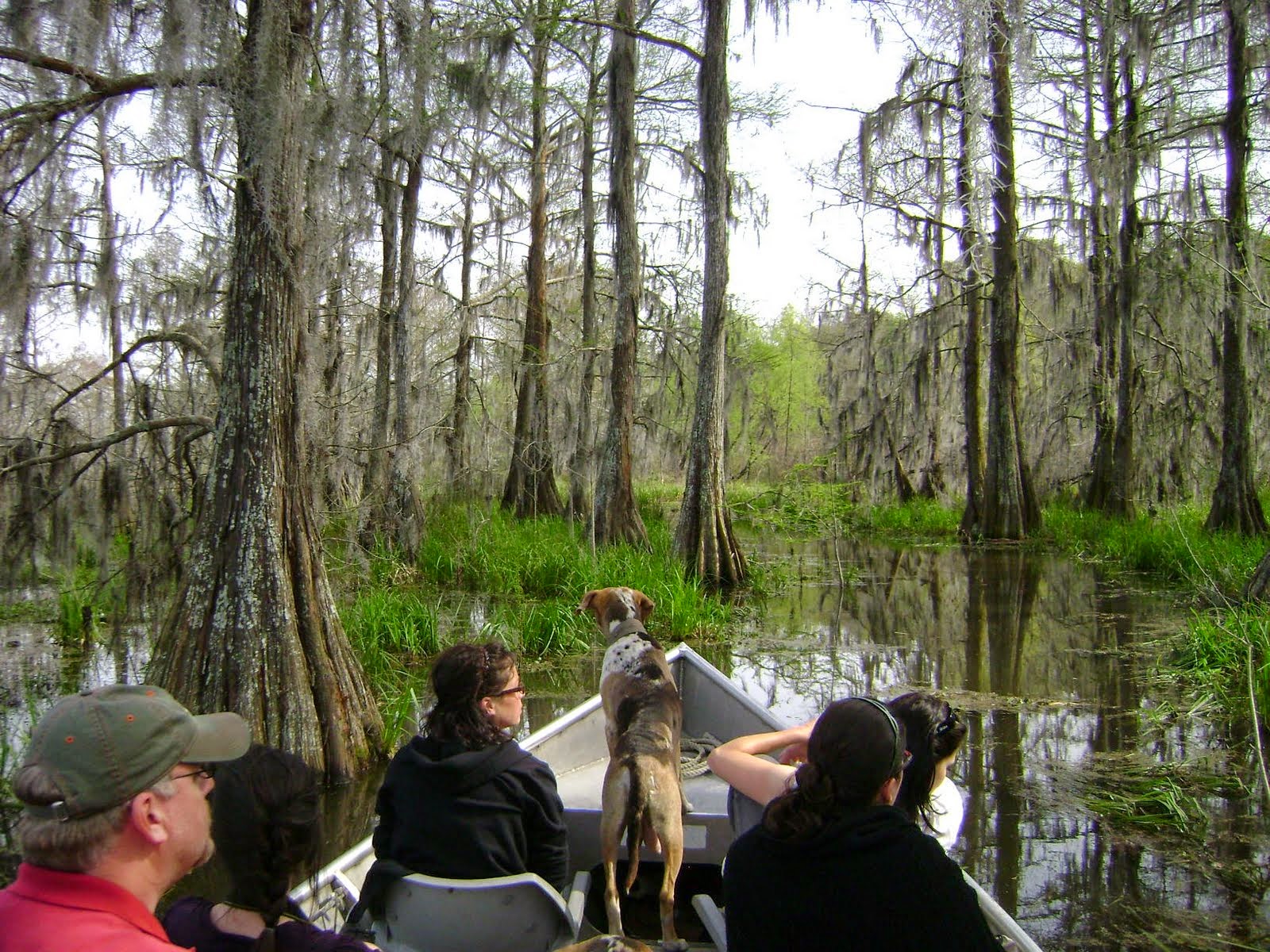 Louisiana Swamp Tours: Lafayette Louisiana Swamp Tours and Festival ...