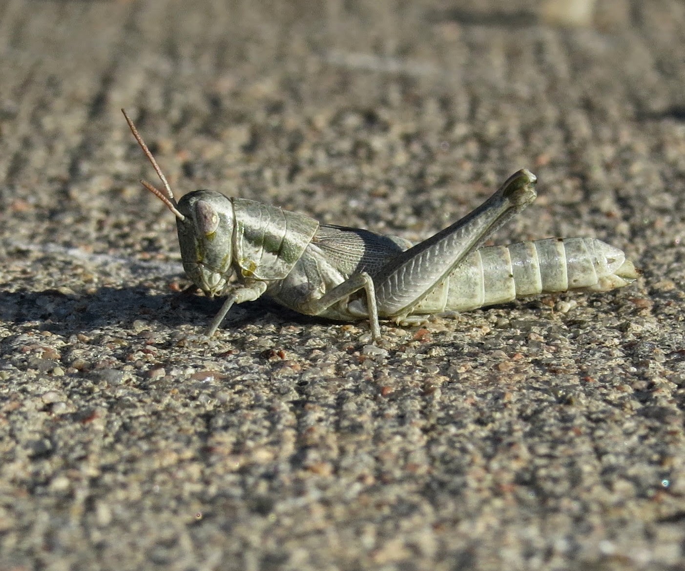Bug Eric: Cudweed Grasshopper, Hypochlora alba