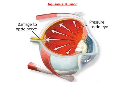 Human Eye Diagram And Anatomy Complete With Images | Safe Health Tips