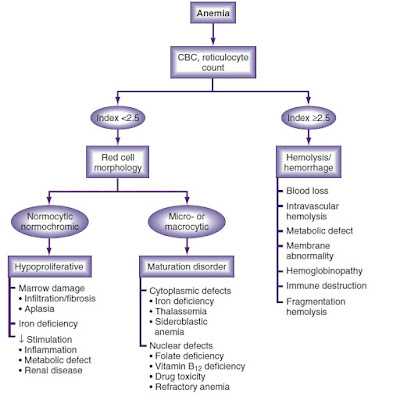 Anemia. Physiologic classification.