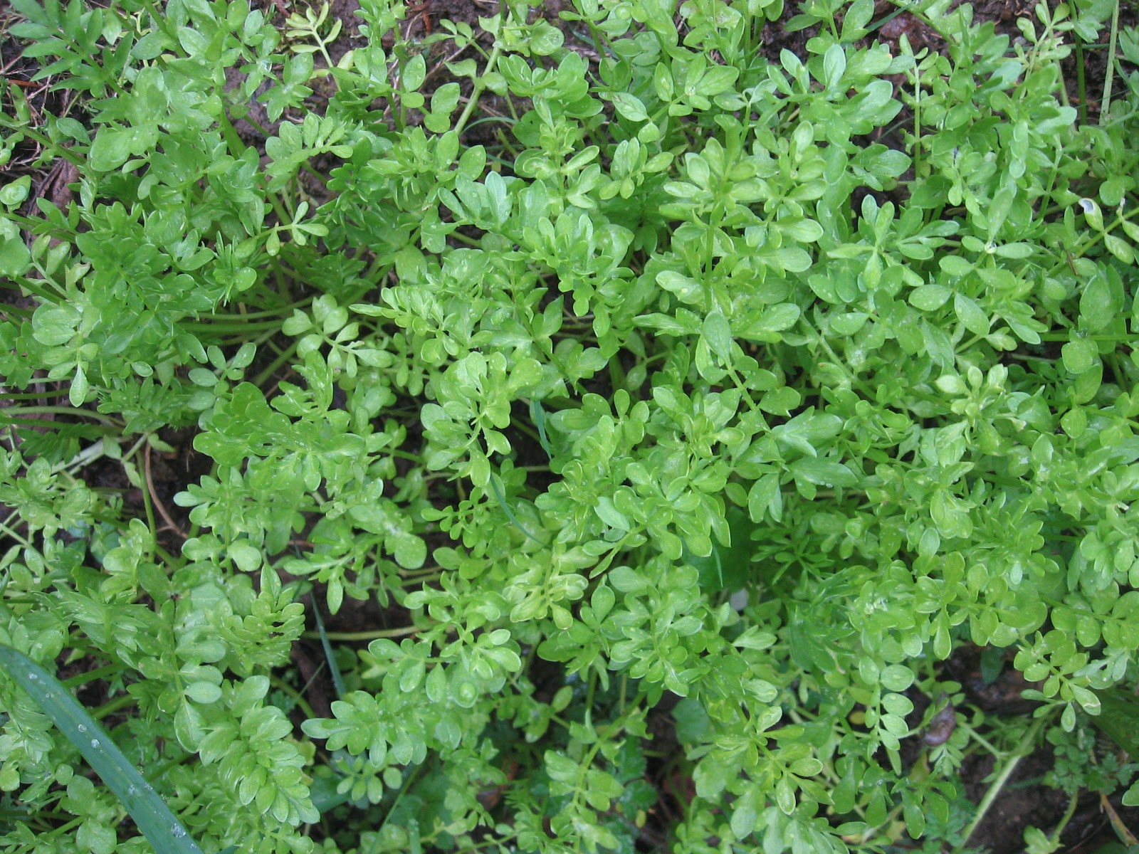 Weeding on the Wild Side: Deciduous and Ephemeral Ground Covers