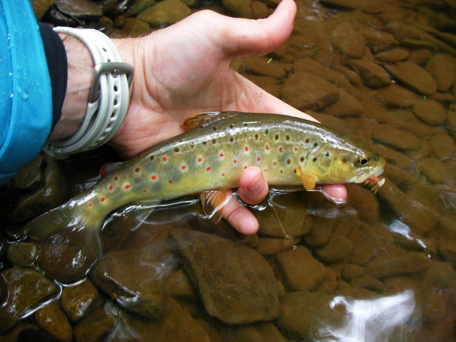 The Search for Native Salmonids: West Virginia Trout Bummin - Rain ...