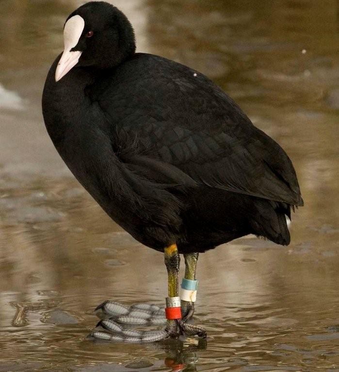 Lower Derwent Valley National Nature Reserve: 26/03/12 - Look out look ...