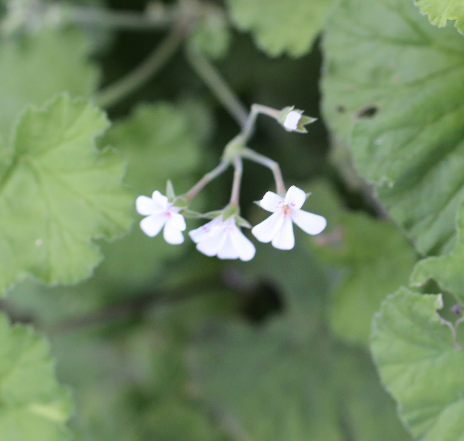 Florez Nursery: Apple scented geranium, Pelargonium odoratissimum