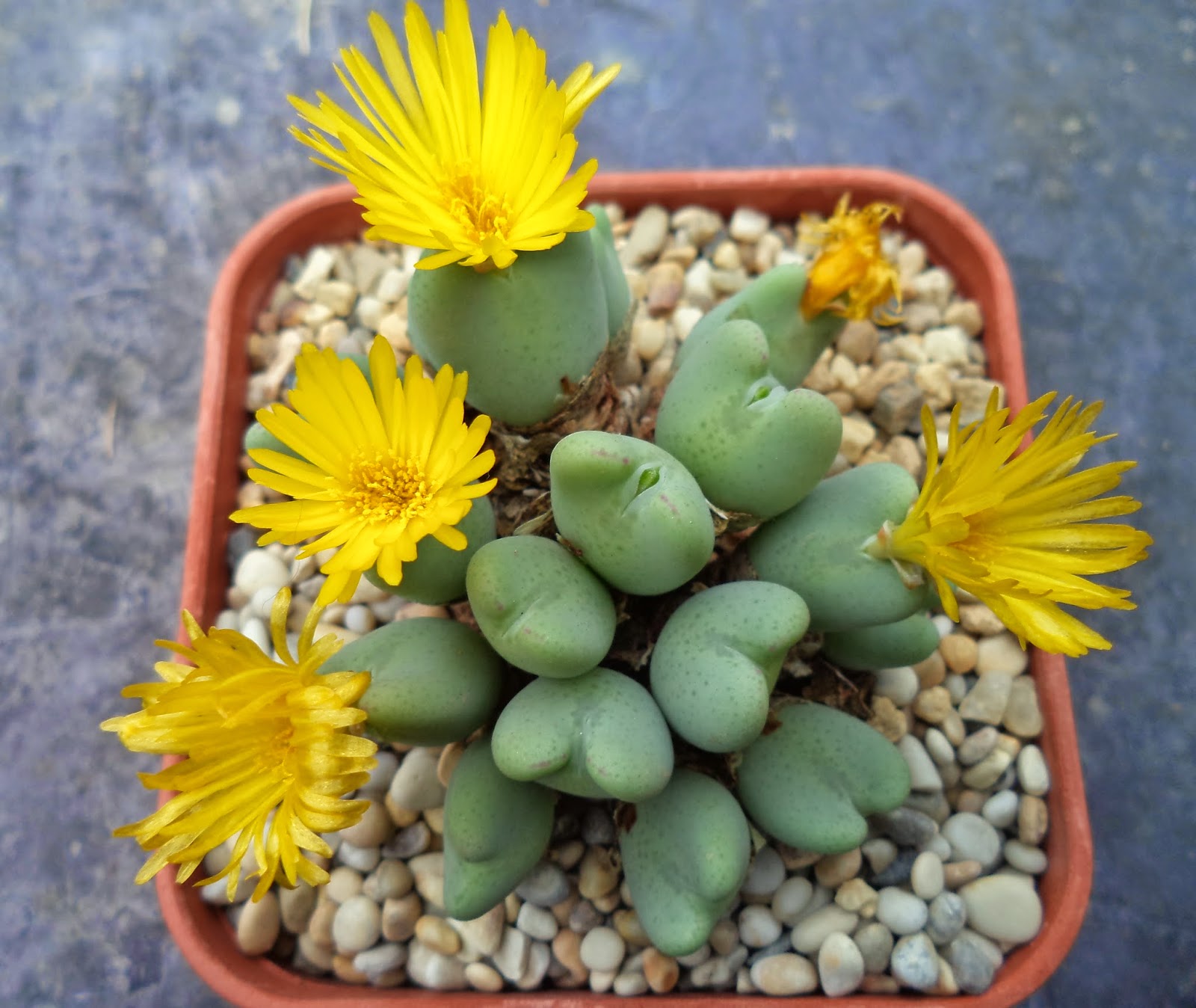 Succulent Sundae: CONOPHYTUM BILOBUM 'LAVISIANUM'