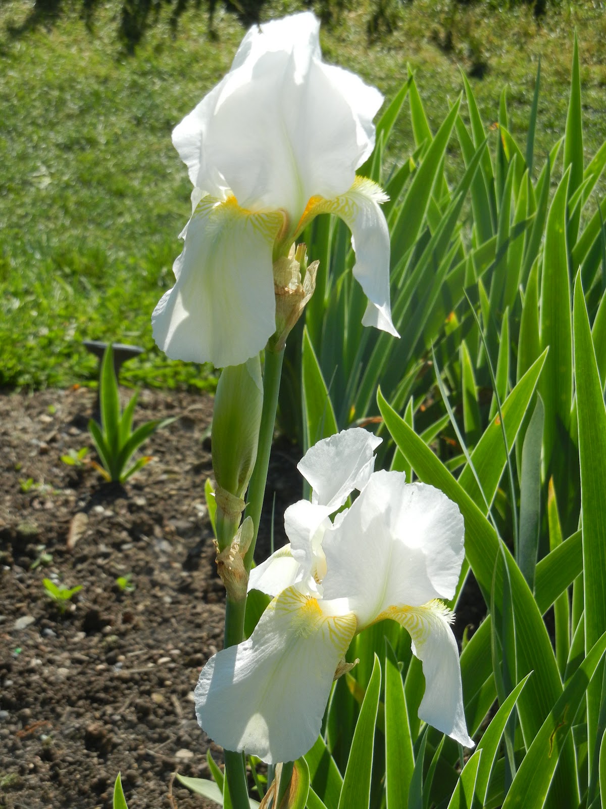 Quilts, Gravestones, and Elusive Ancestors: Heirloom Irises