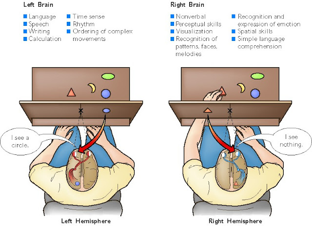 Sperry's split brain study (1968) | Psychology OCR notes