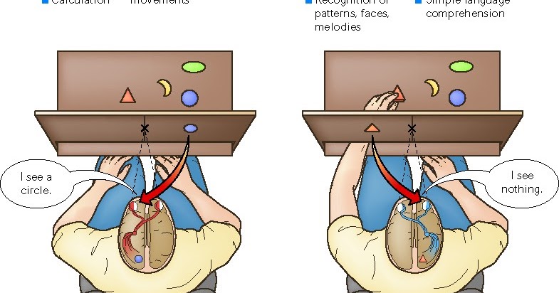 Sperry's split brain study (1968) | Psychology OCR notes