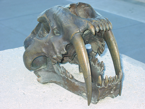 Animals of the world: Smilodon
