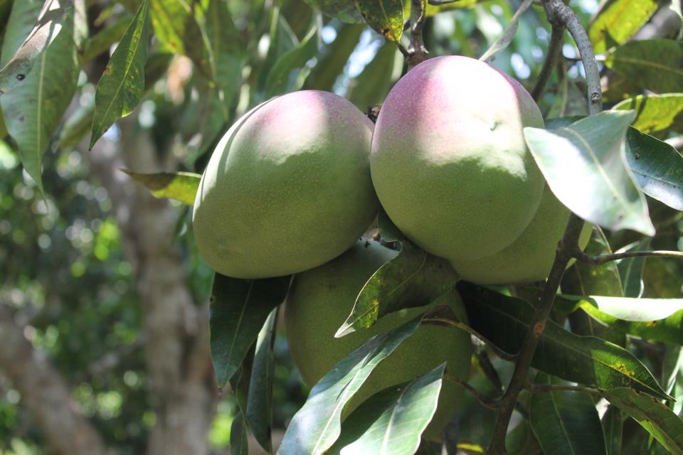 Festival del Mango - Río Hato, Panamá: Los MANGOS de Panamá