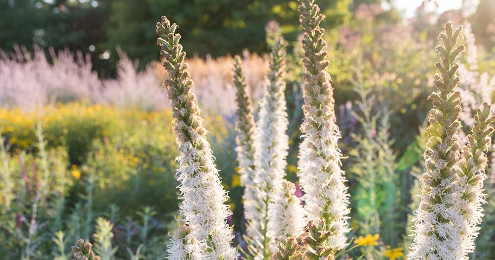 See-through plants to catch the afternoon sun