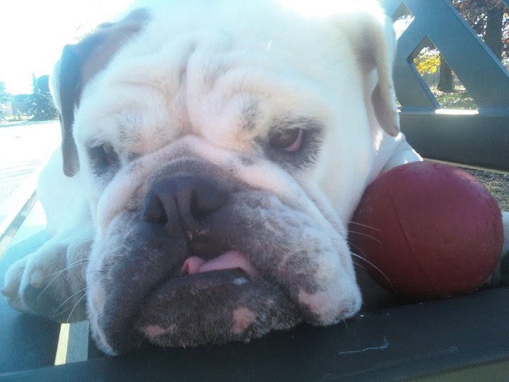 Regis College BSN/MSN Nurse Practitioner Student: A Year in the Life