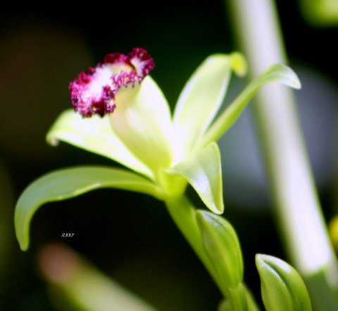 Papo Vives Sacerdote del Bosque: Don Juan Ricart y sus Vainillas