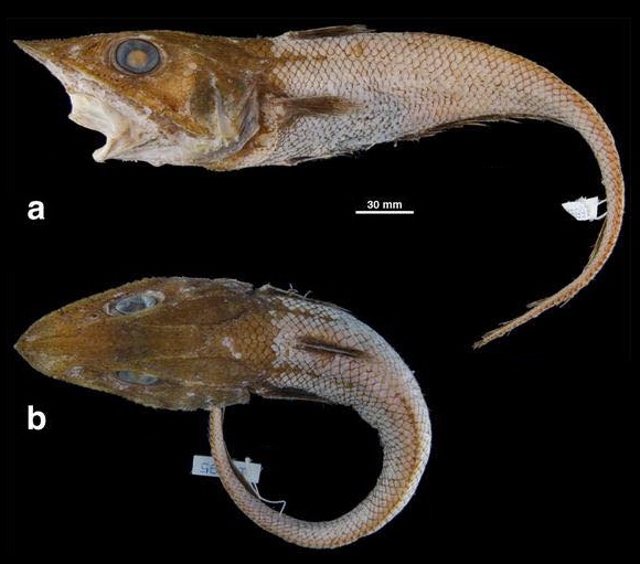 Species New to Science: [Ichthyology • 2017] Coelorinchus okamurai • A ...