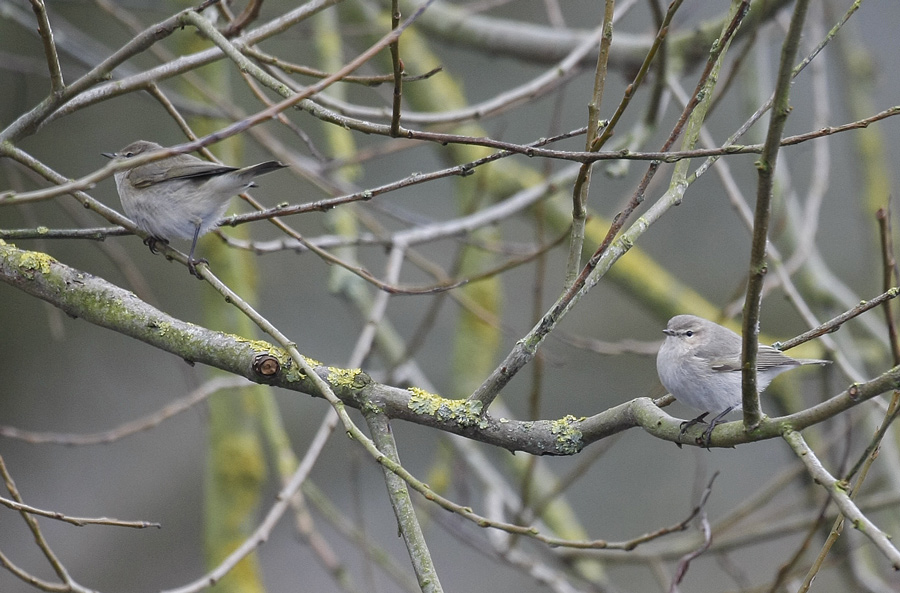 Rare & Scarce Birds In Britain