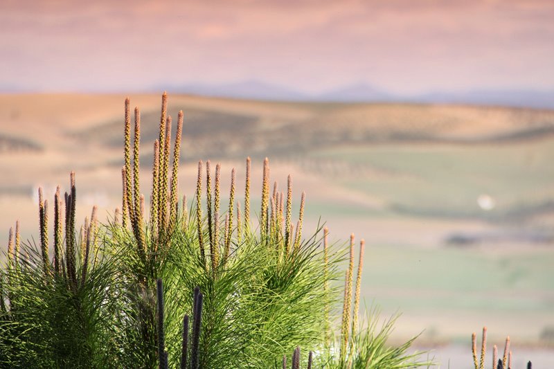 FERNÁN NÚÑEZ EN IMÁGENES: AUTOCTONO