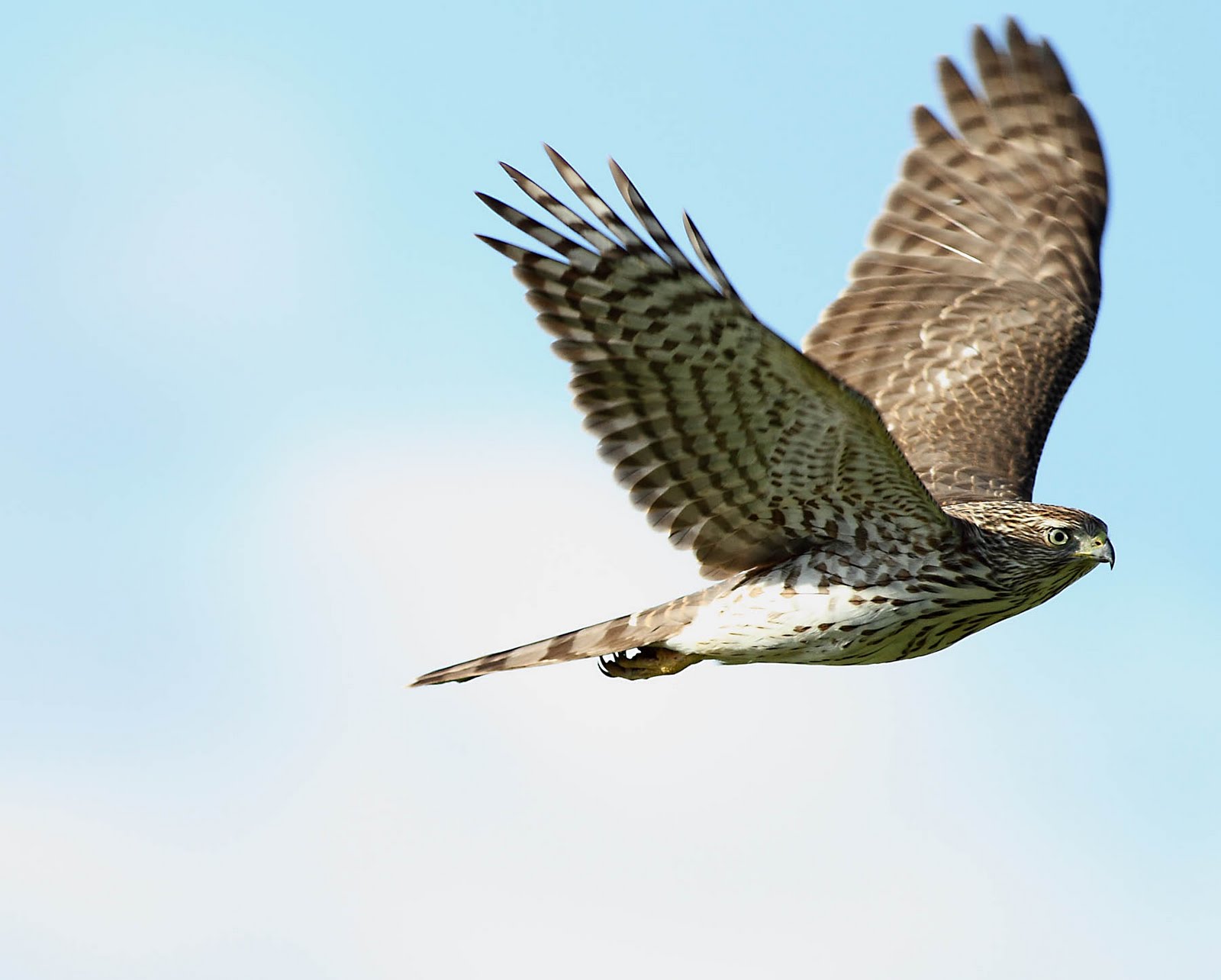 Ann Brokelman Photography: Monarch Butterflies Roosting, Cooper Hawk ...
