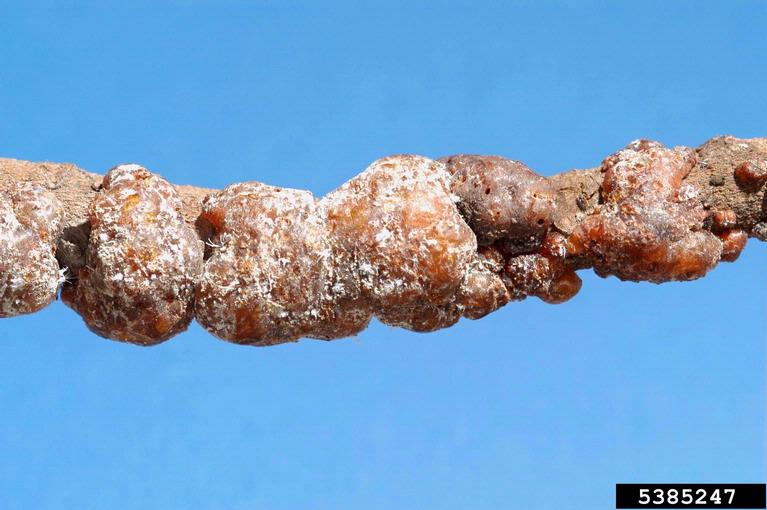 Catalogue of Organisms: September 2011