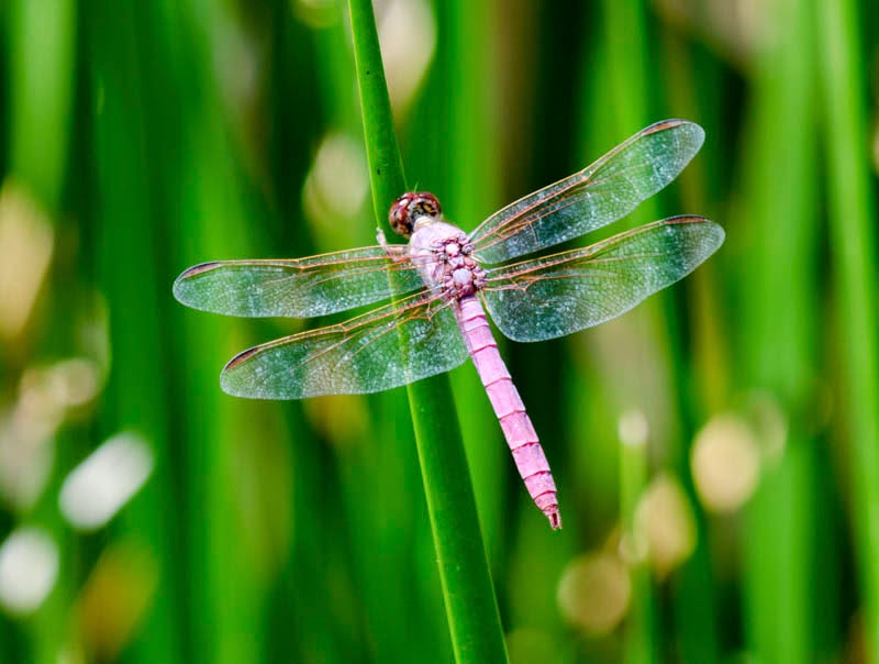 The Wayward Hawaiian: A Beautiful Pink Dragonfly