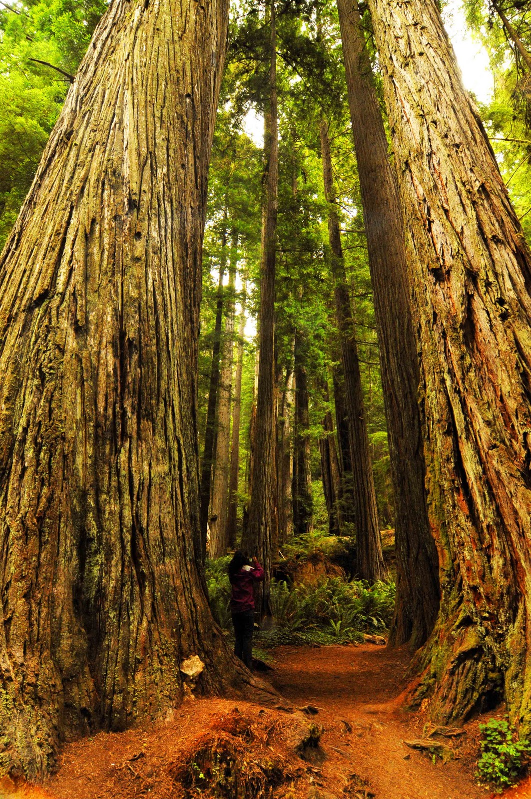 Together on the World!: De Seattle hasta el Parque Nacional de Reedwoods