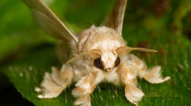 boredpandaphography: Top 10 Beautiful Photography Venezuelan Poodle Moth Animals