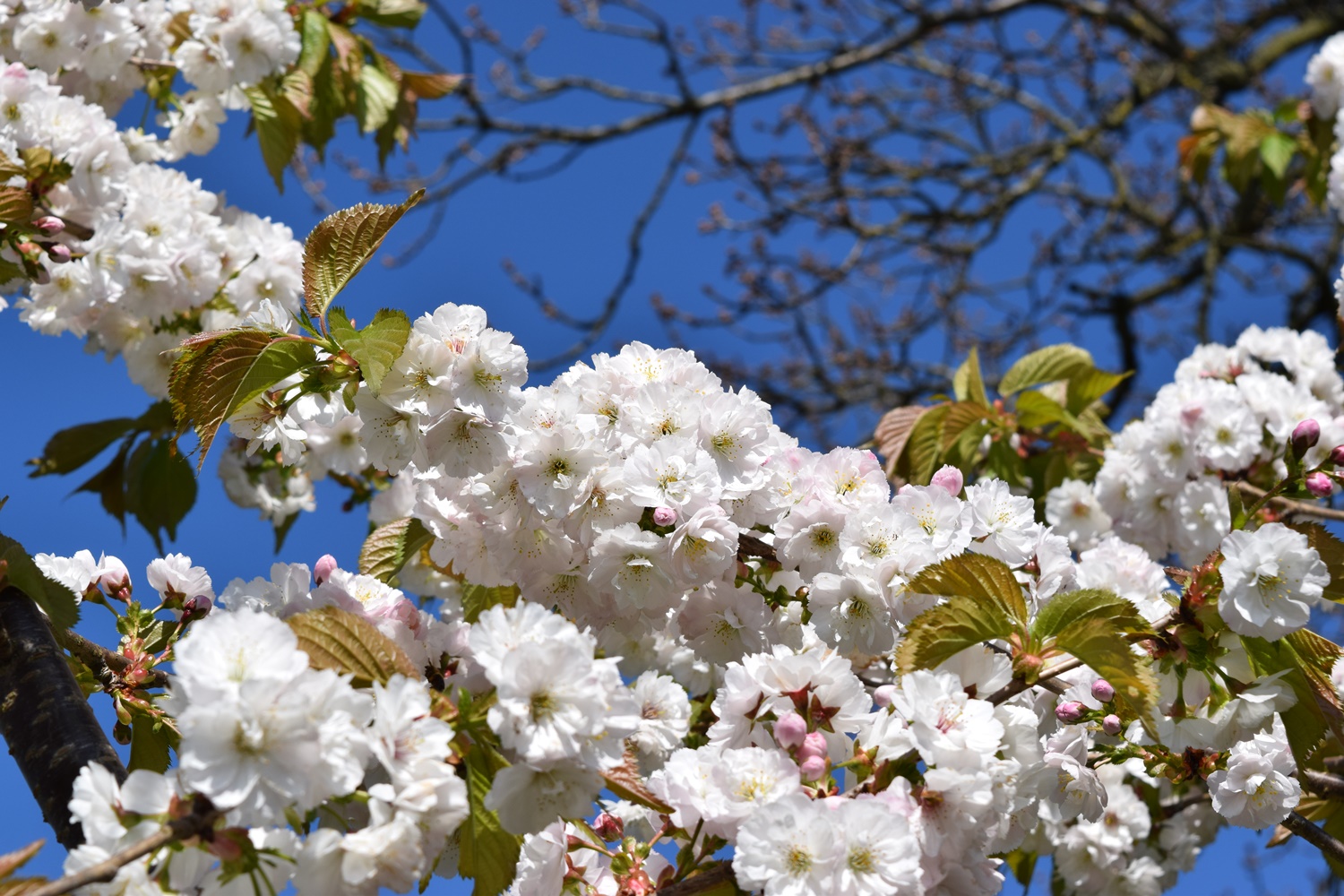 John Grimshaw's Garden Diary: Cherry Tree Arboretum