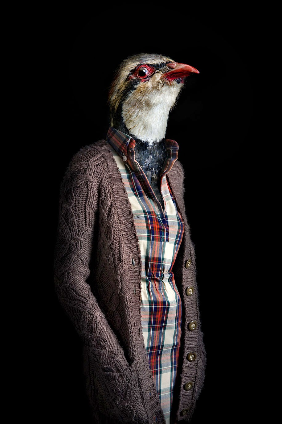 Animals Dressed In Clothes Like Humans - Art'einsky