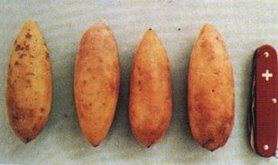 TUMBO (Passiflora mollisima) | Cultivos Andinos