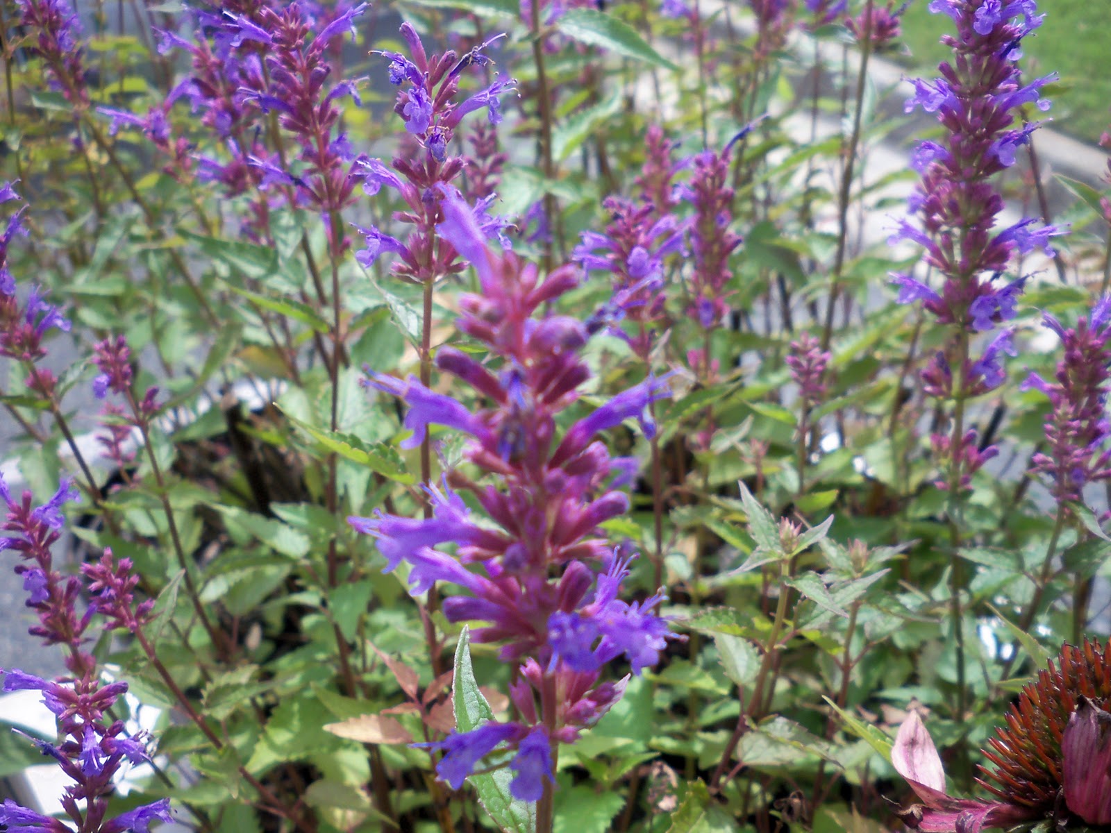 Peonies and Paint: Agastache and Others