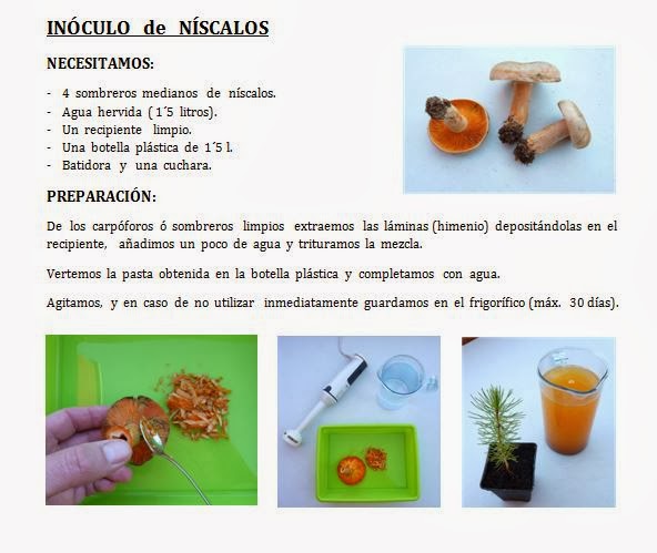 Micología Salvaterra: CÓMO ELABORAR NUESTRO INÓCULO DE MICORRIZAS