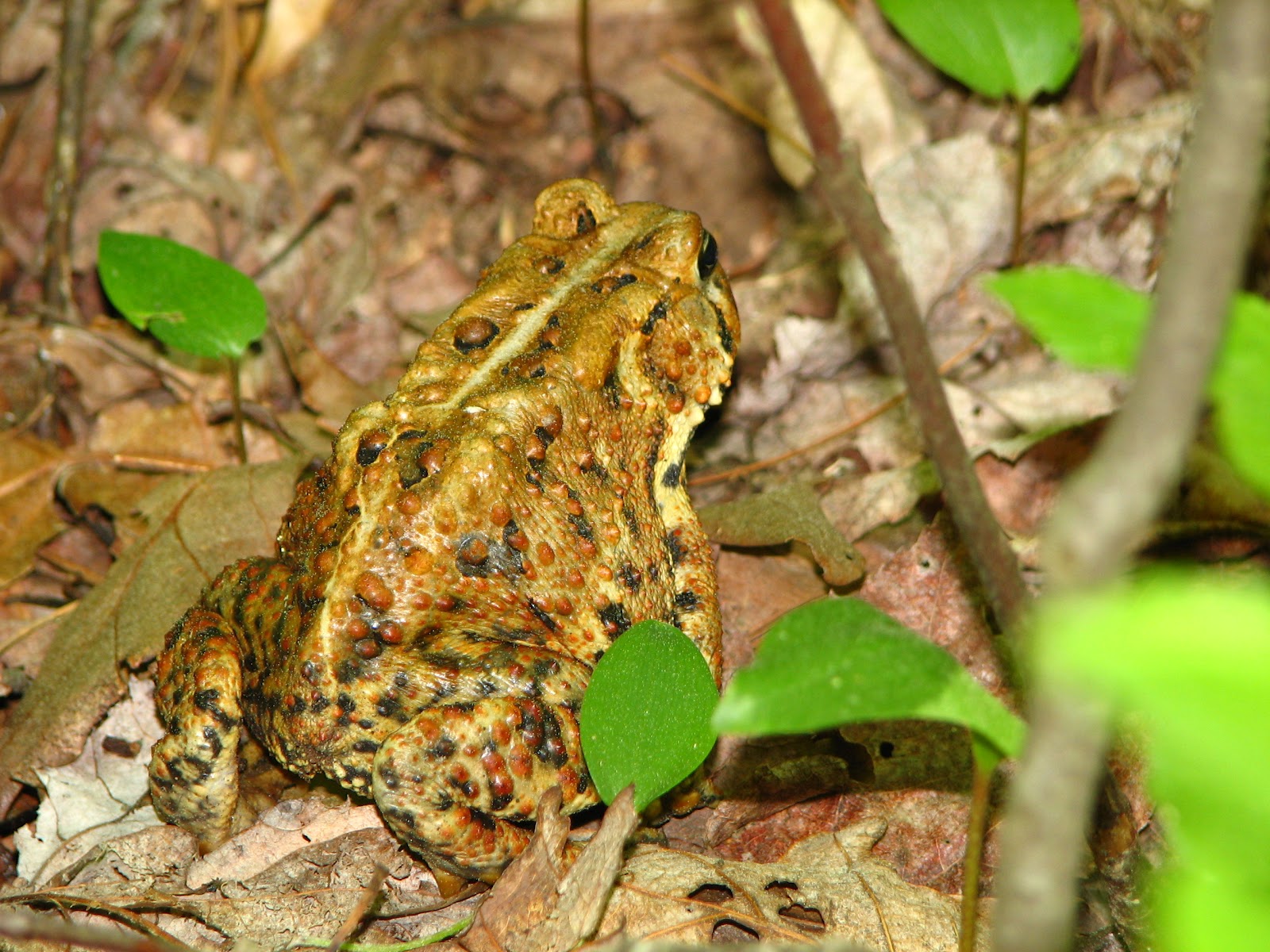 BirdingGirl: Blue Hills Toads and Frogs