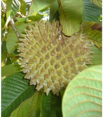 Bilhete de Identidade da Fruta: Fruto - Soncoya - Annona Diversifolia ...