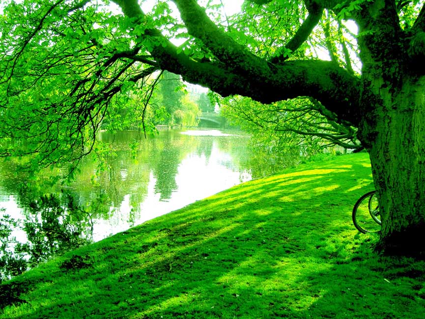 O LADO B por Isabel Botelho: A COR VERDE