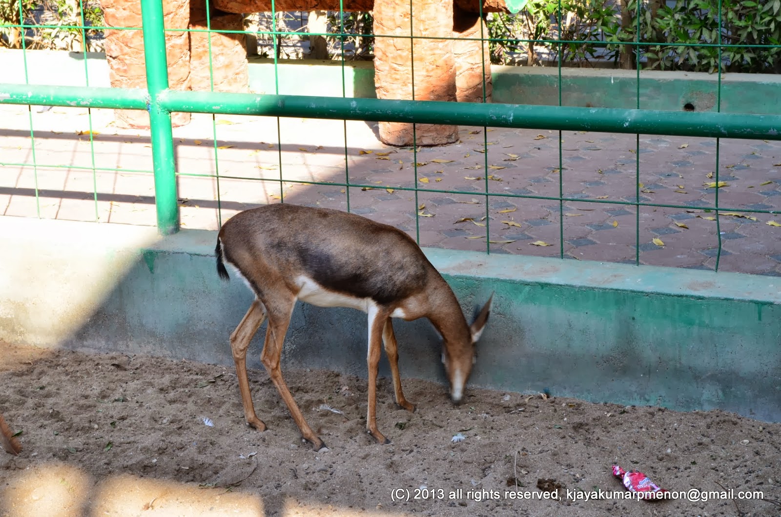 My Dreams and Journey: Animals at Noman Zoo, Oman