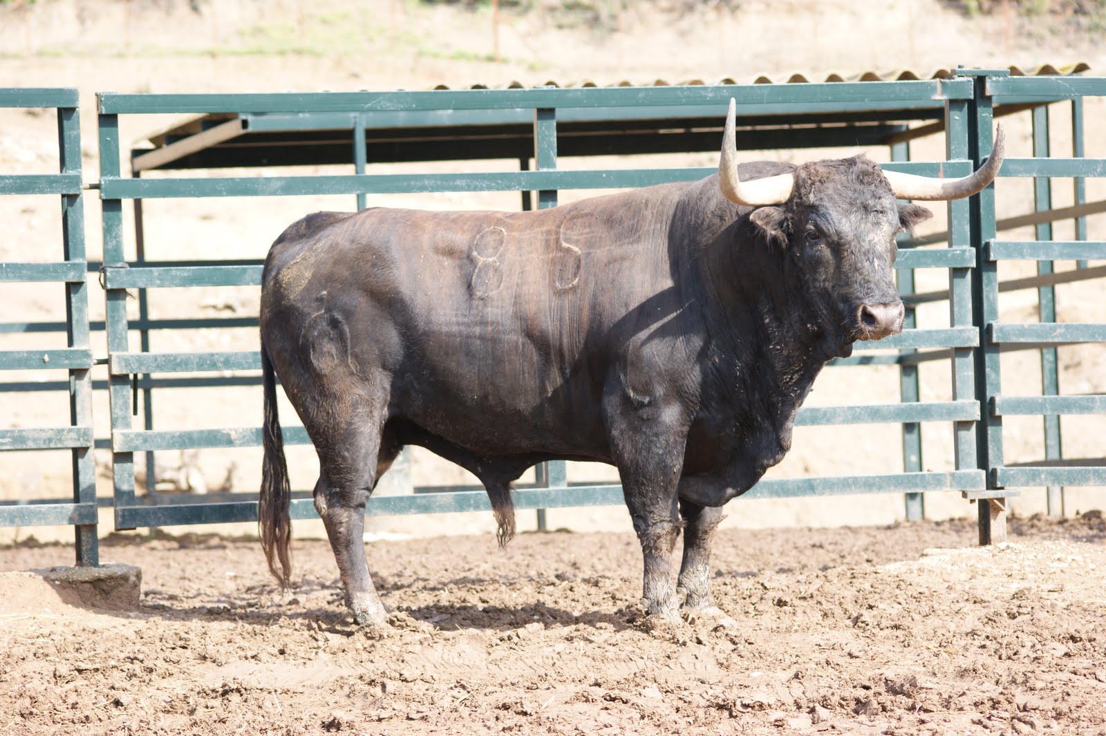 Carrer i Plaça: Toros para Puçol