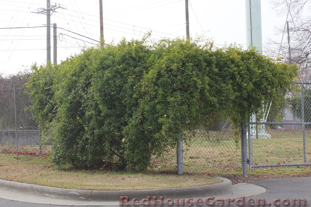 Red House Garden: Carolina Jessamine