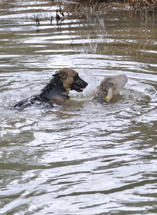 Naturaleza y fotografía: Los perros del río