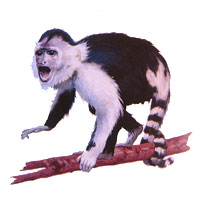 El profesor Bigotini: PLATIRRINOS Y CATARRINOS. LOS PRIMEROS ANTROPOIDES