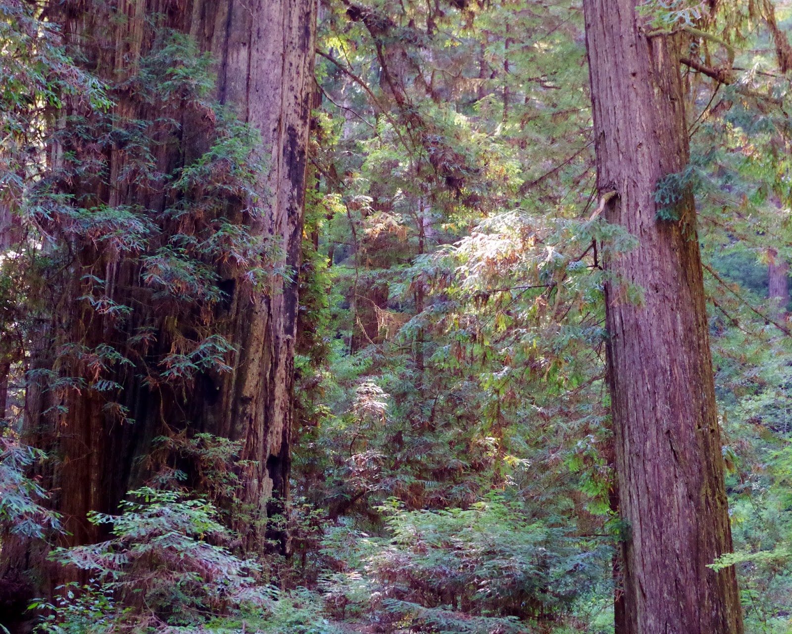 Pacific Northwest Seasons: Road Tripping Southward: Into the Redwoods