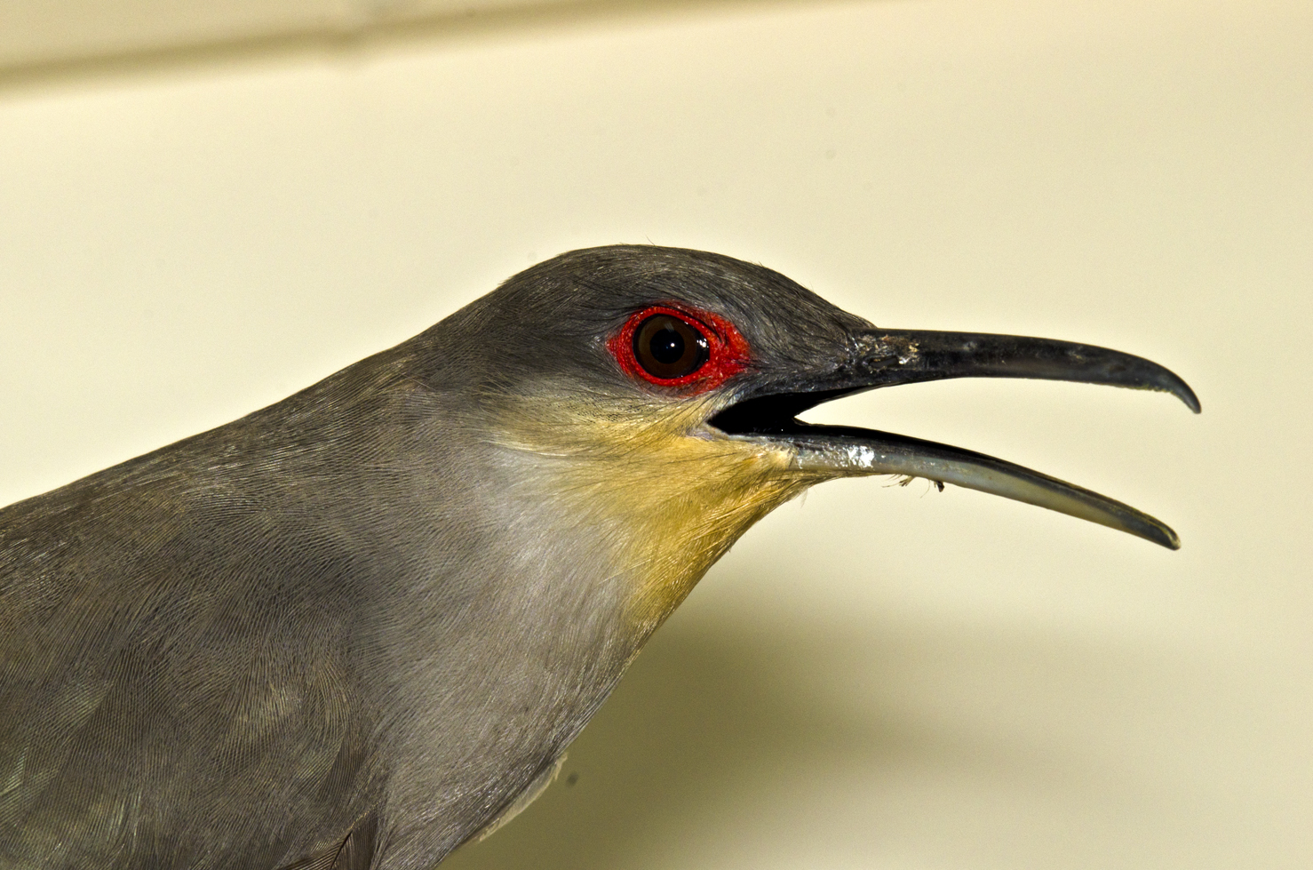 Mi Blog: Pajaro Bobo, Saurothera [Coccyzus] longirostris