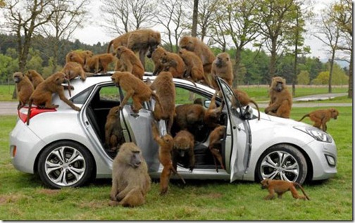The Amazing Pictures and Fun Planet: Baboons Attack in Africa