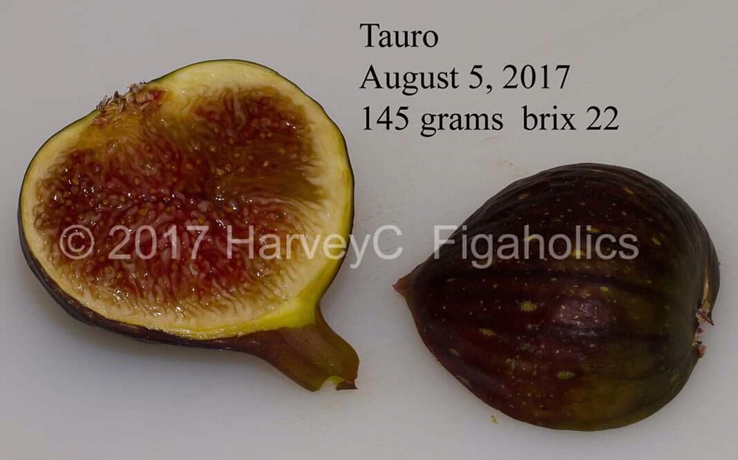 Tauro (breba) Fig - Var Tin