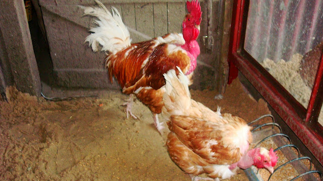 Amatorska hodowla drobiu ozdobnego: Rasy