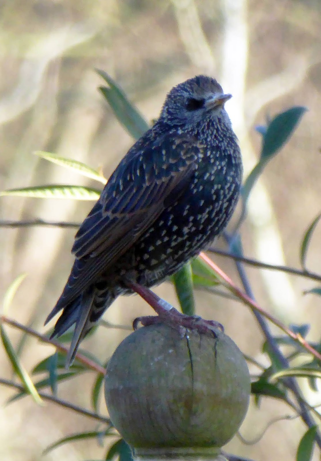 Wild and Wonderful: RSPB Big Garden Birdwatch 2019