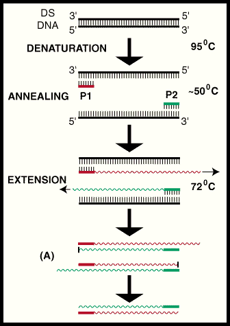Biology: MENGENAL TEKNIK PCR (Polymerase Chain Reaction)