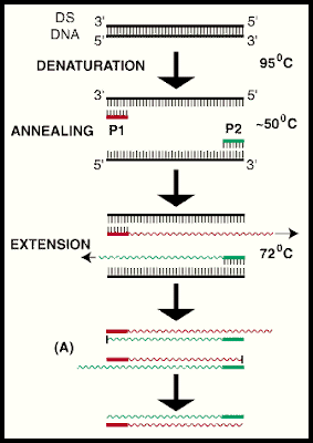 Biology: MENGENAL TEKNIK PCR (Polymerase Chain Reaction)
