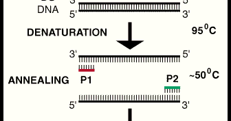 Biology: MENGENAL TEKNIK PCR (Polymerase Chain Reaction)